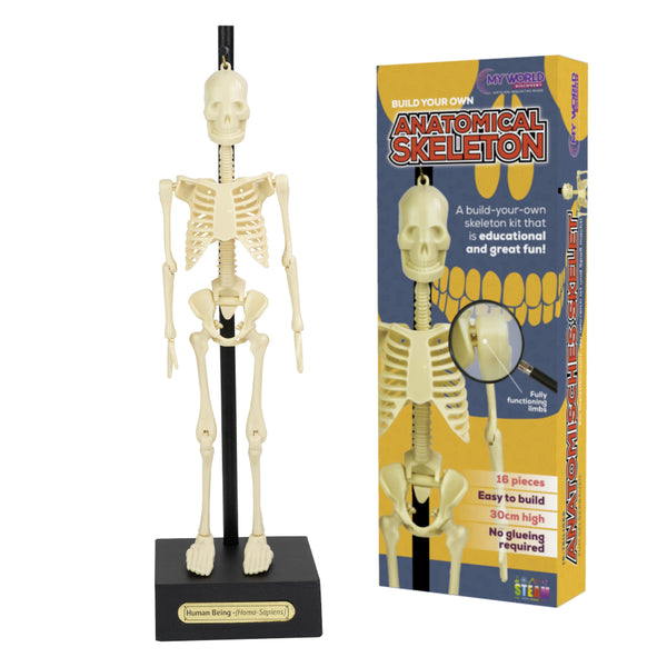 Funtime Gifts Anatomical Skeleton 30cm Model – Insomnia Smoke